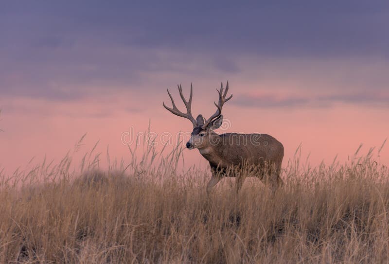 Buck Mule Deer at Sunset in Autumn Stock Image - Image of wildlife ...