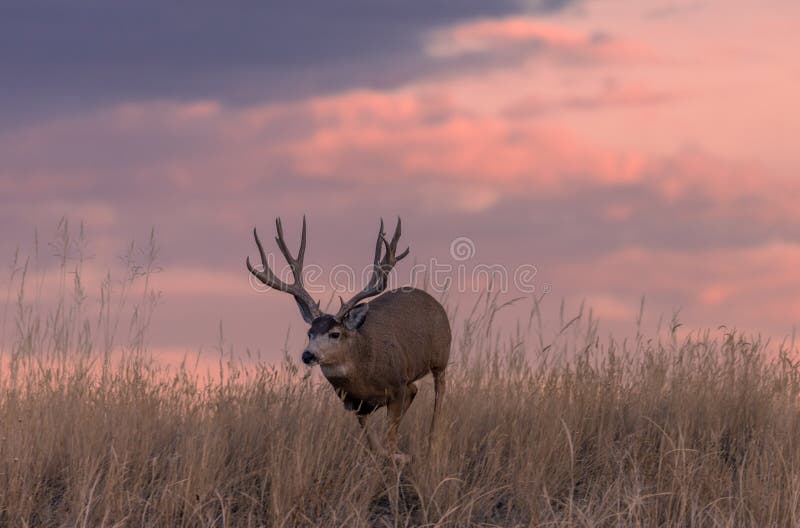 Buck Mule Deer at Sunset in Fall Stock Image - Image of autumn, rutting ...