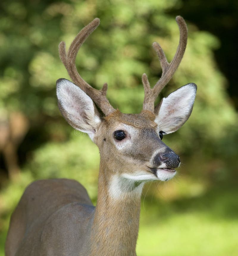 Buck portrait stock photo. Image of deer, velvet, wildlife - 21241524