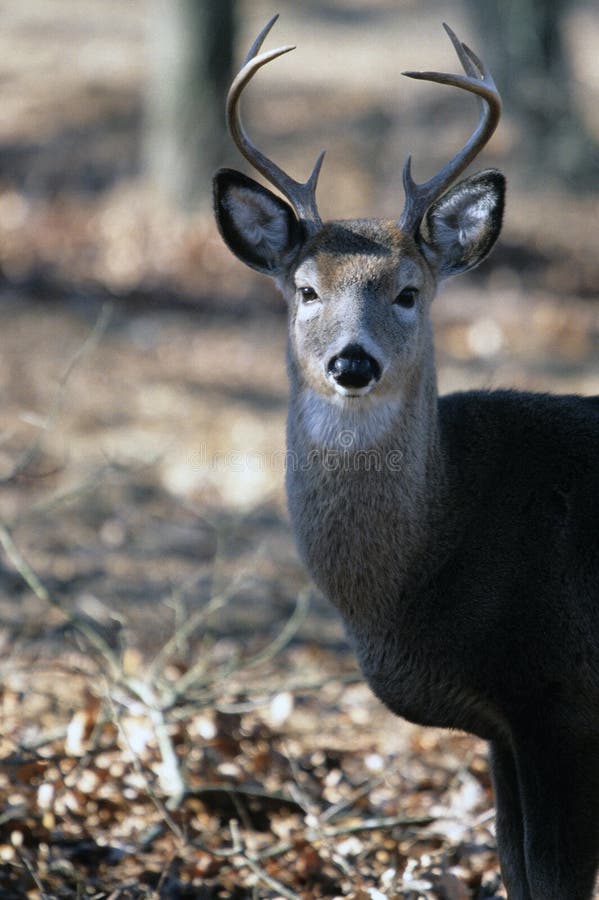 Buck Profile photo stock. Image du huit, neuf, cerfs - 103733036