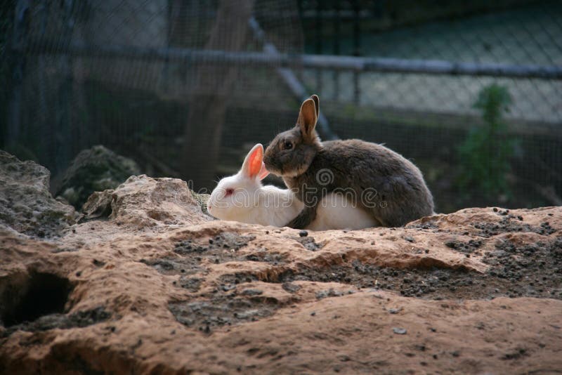 Mating rabbits stock photo. Image of furry, grunt, rabbit - 141989236