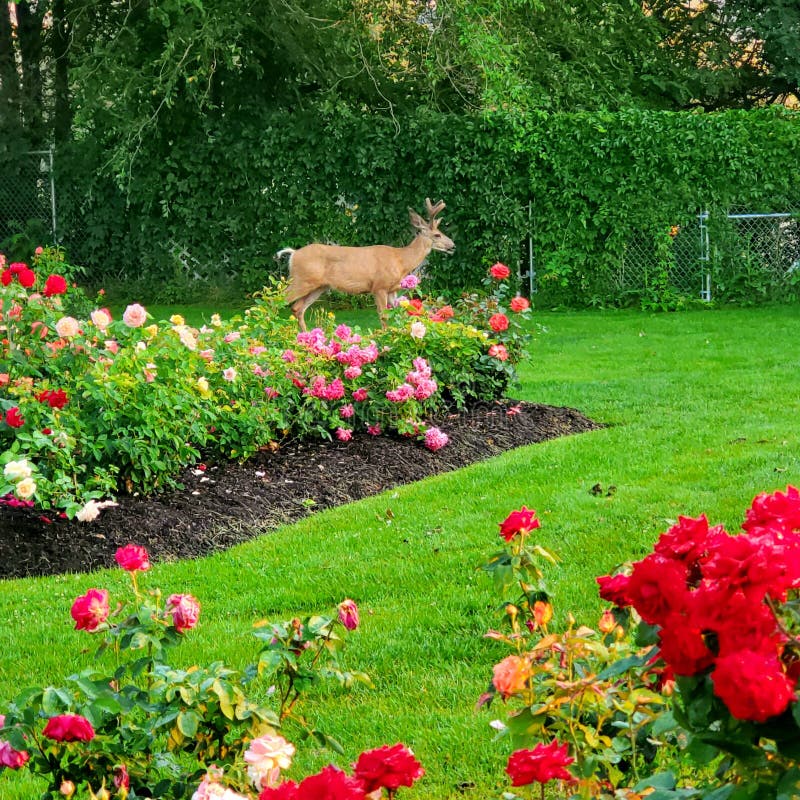 Buck & Roses stock image. Image of blossom, flower - 224454303