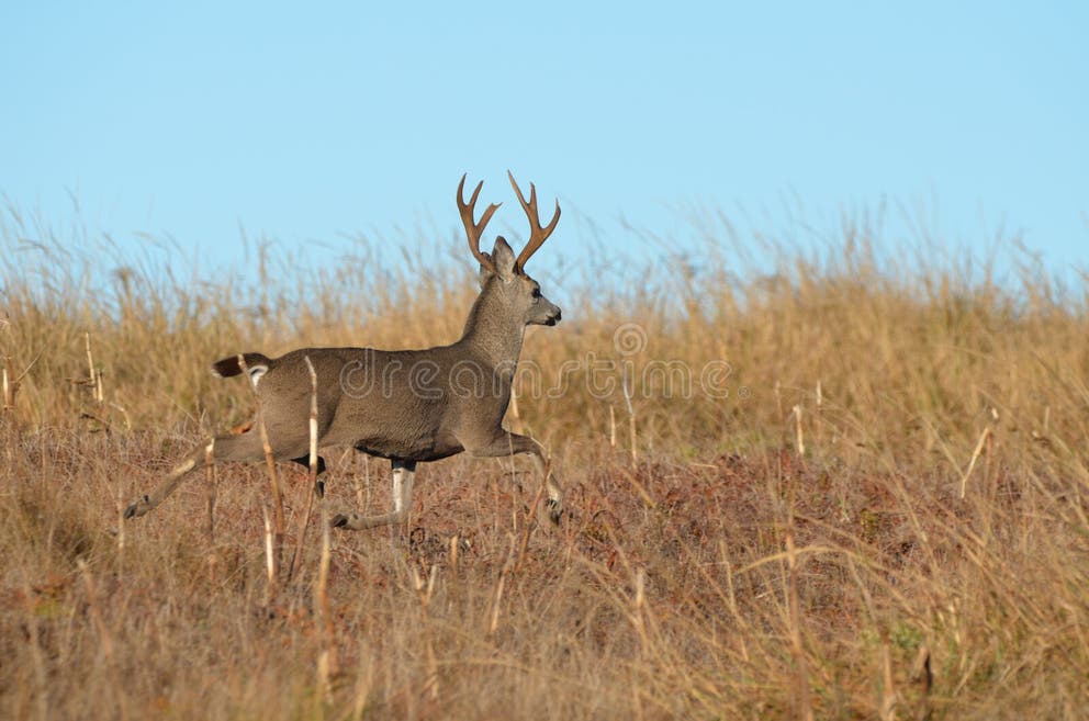 Buck on the run stock photo. Image of columbian, jump - 291237590