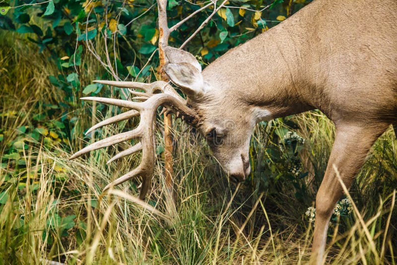 Buck Scraping Antlers stock photo. Image of mammal, game - 40915834