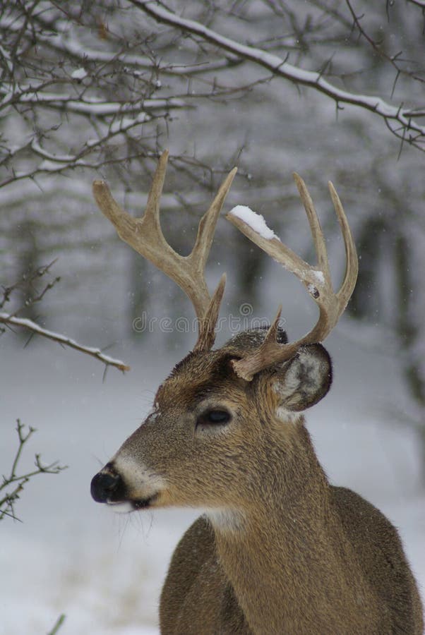 Buck in snow 2 stock image. Image of northamerica, whitetail - 7914669
