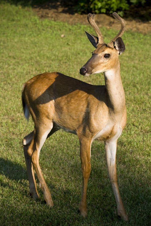 Buck Standing is Grassy Field Stock Image - Image of animal, head: 5832173
