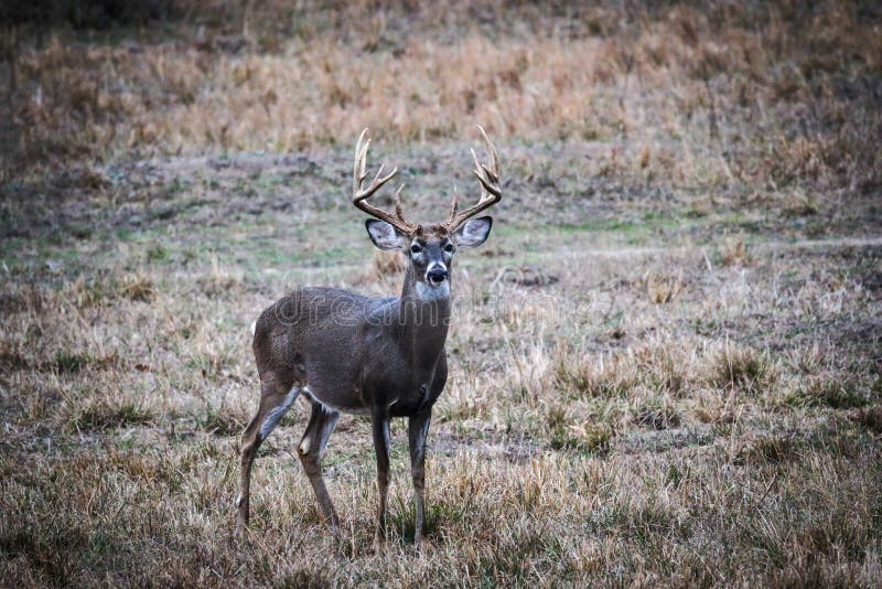 Buck Standing Tall in Field Stock Photo - Image of animal, horn: 168119448