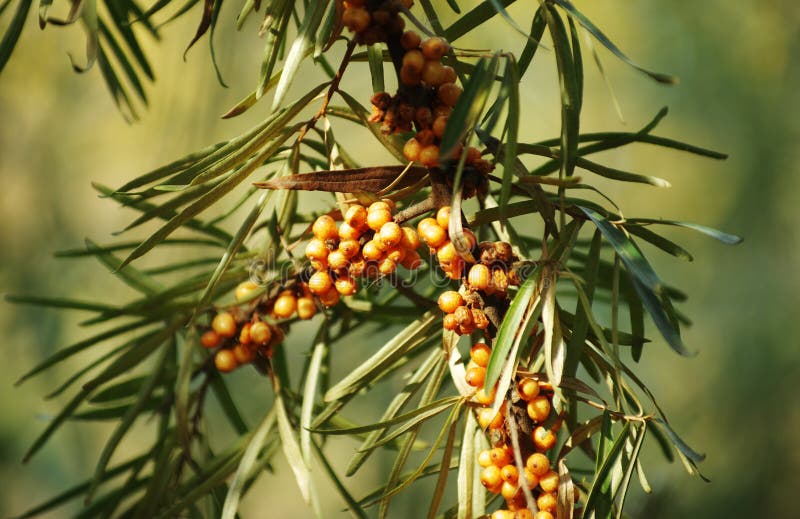 Buck Thorn Berries on the Tree Stock Photo - Image of harvest, rich ...