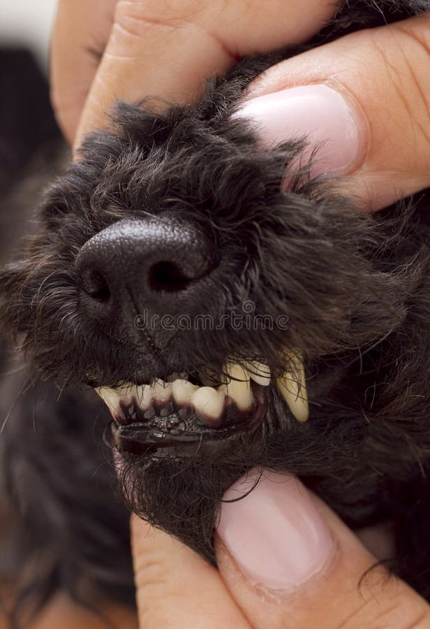 Buck Tooth Beauty stock image. Image of fang, deformed - 22931109