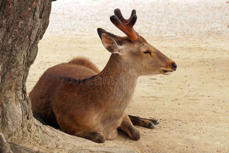 Buck under tree stock image. Image of buck, calm, nara - 71994591