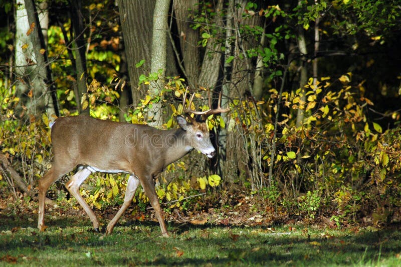 Curious Whitetail Buck stock photo. Image of alert, hunt - 9846996