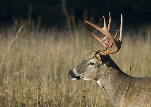 2,603 Whitetail Buck Head Stock Photos - Free & Royalty-Free Stock ...