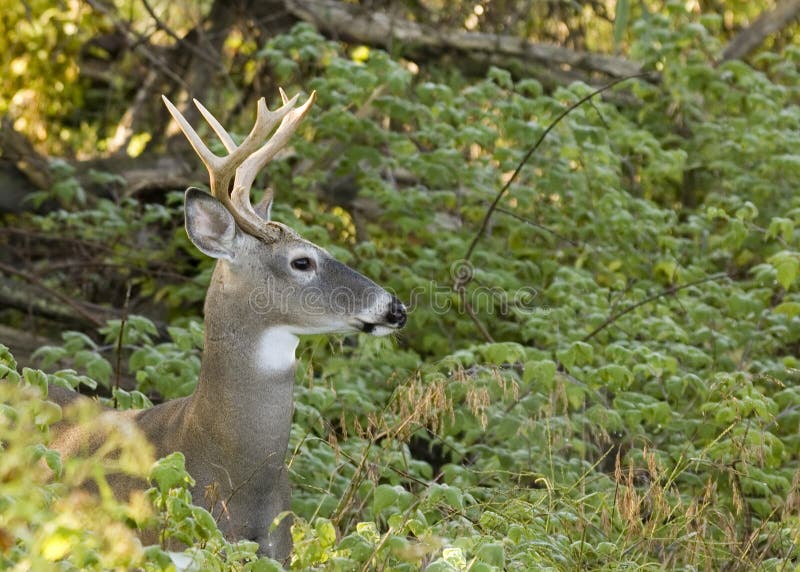 Buck Whitetail Deer stock photo. Image of whitetail, stag - 3270934