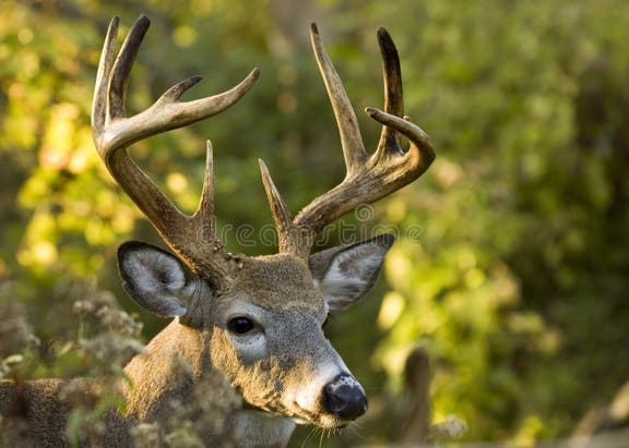 2,704 Whitetail Buck Head Stock Photos - Free & Royalty-Free Stock ...