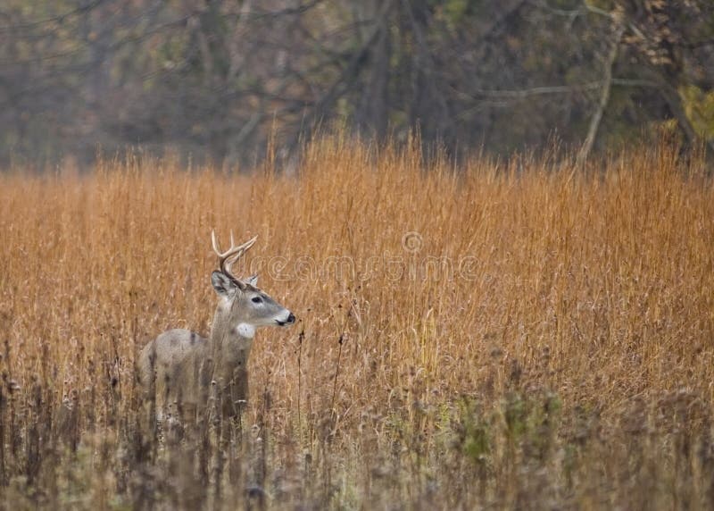Buck Whitetail Deer stock photo. Image of field, deer - 3563748