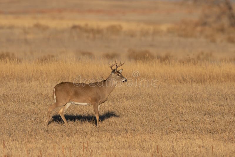 Buck Whitetail Deer in Autumn in Colorado Stock Image - Image of ...