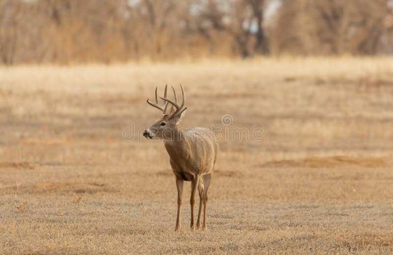 Buck Whitetail Deer in Autumn Stock Image - Image of wild, deer: 170391817