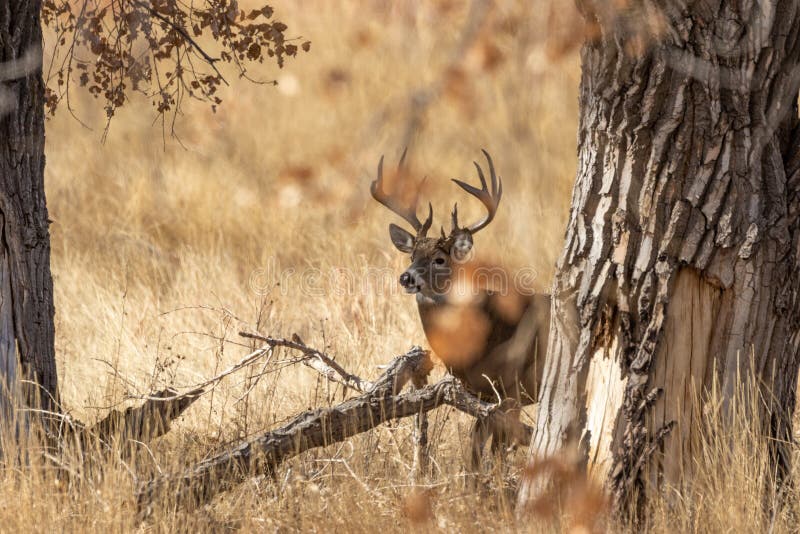 Whitetail Deer Buck in Autumn in Colorado Stock Image - Image of ...