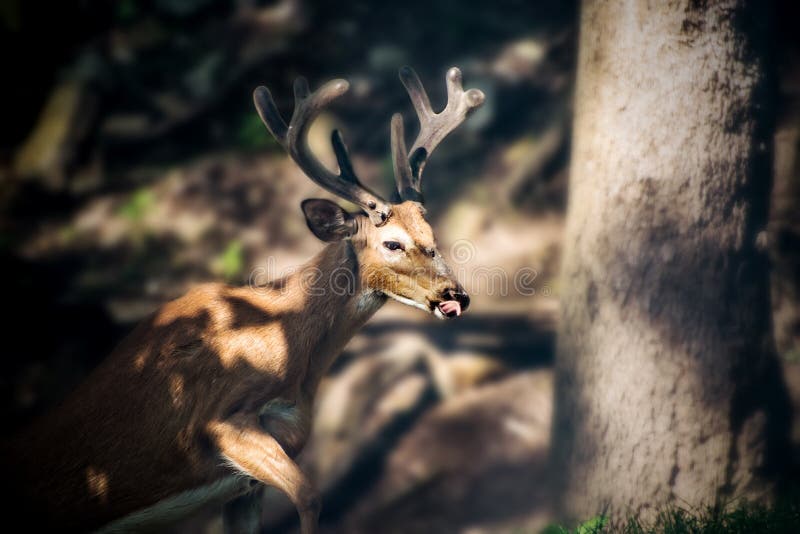 Buck Whitetail Deer Dark stock image. Image of whitetail - 42961495