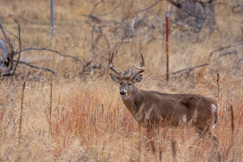 Buck Whitetail Deer in Fall in Colorado Stock Image - Image of autumn ...