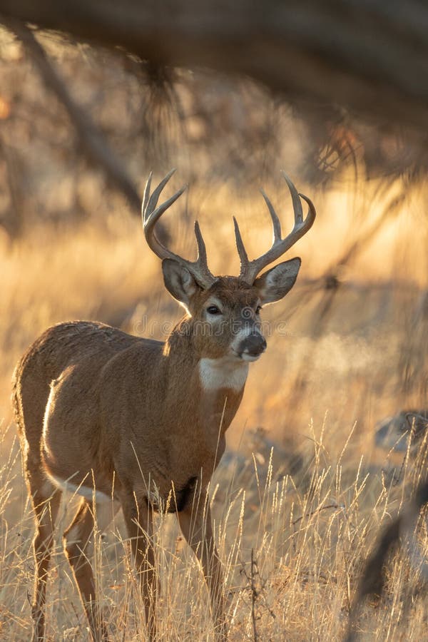 Buck Whitetail Deer in Fall in Colorado Stock Photo - Image of deer ...