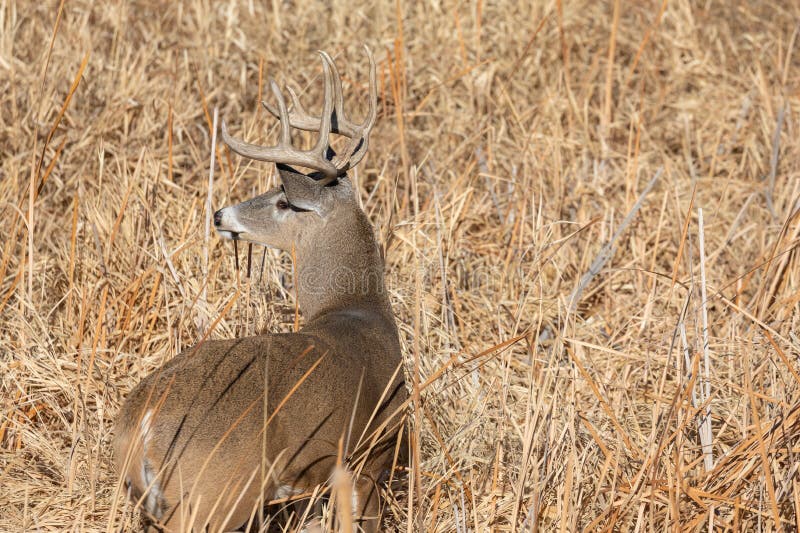 Buck Whitetail Deer in Fall Stock Image - Image of buck, animal: 172246025