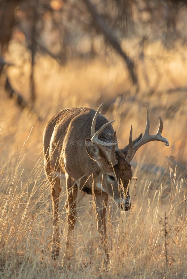Buck Whitetail Deer in Fall Stock Photo - Image of nature, wildlife ...