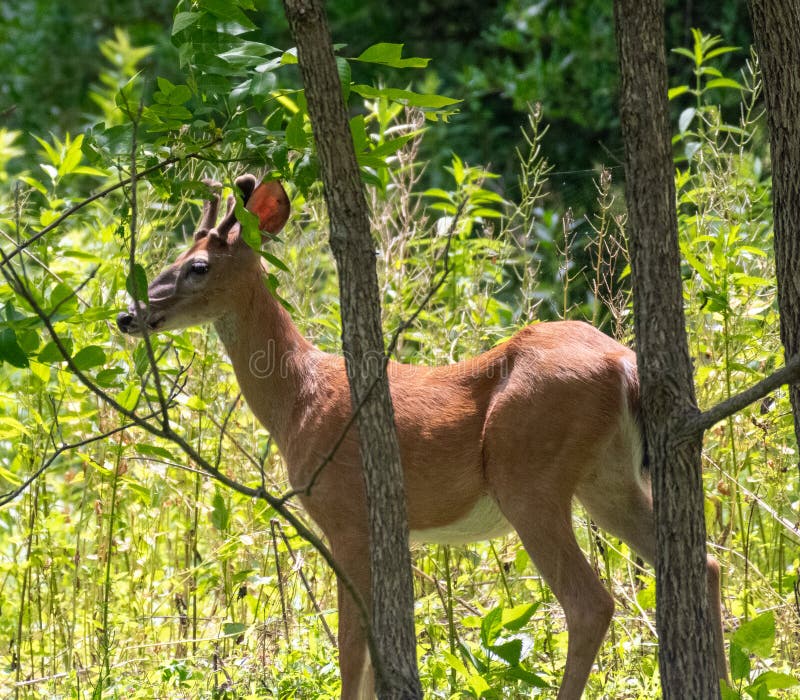 Buck Whitetail Deer Standing in Trees Stock Photo - Image of branch ...