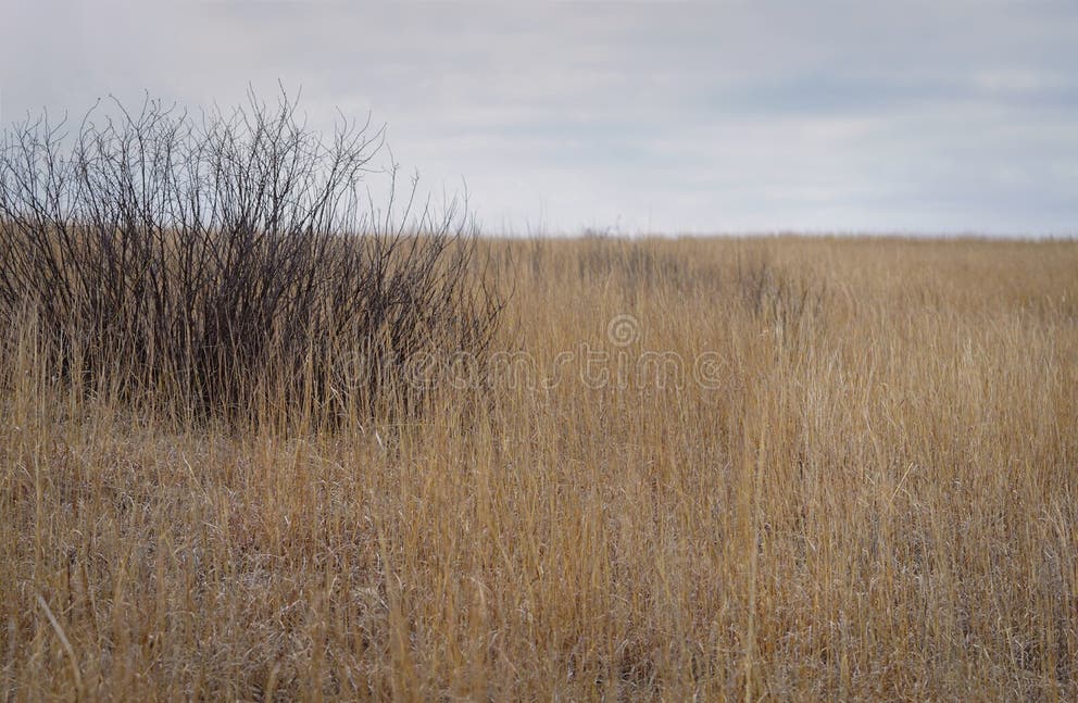 Buckbrush in hay field stock photo. Image of dried, prairie - 89657038