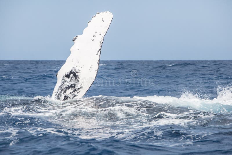 Buckelwalflosse stockbild. Bild von buckelwalflosse - 120488341