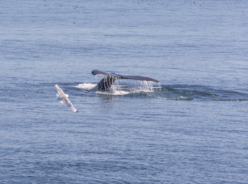 Buckel-Wal-Plattfische, Die Unten Vorangehen Stockfoto - Bild von ...