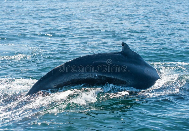 Fluke des Buckelwals stockbild. Bild von riesig, flosse - 25979715