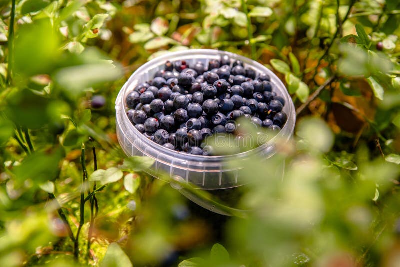 Bucket of Blueberries Forest Stock Photo - Image of ripe, fresh: 75176420