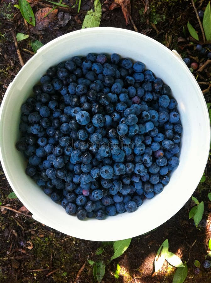 Bucket of Blueberries stock photo. Image of dirt, healthy - 100392114