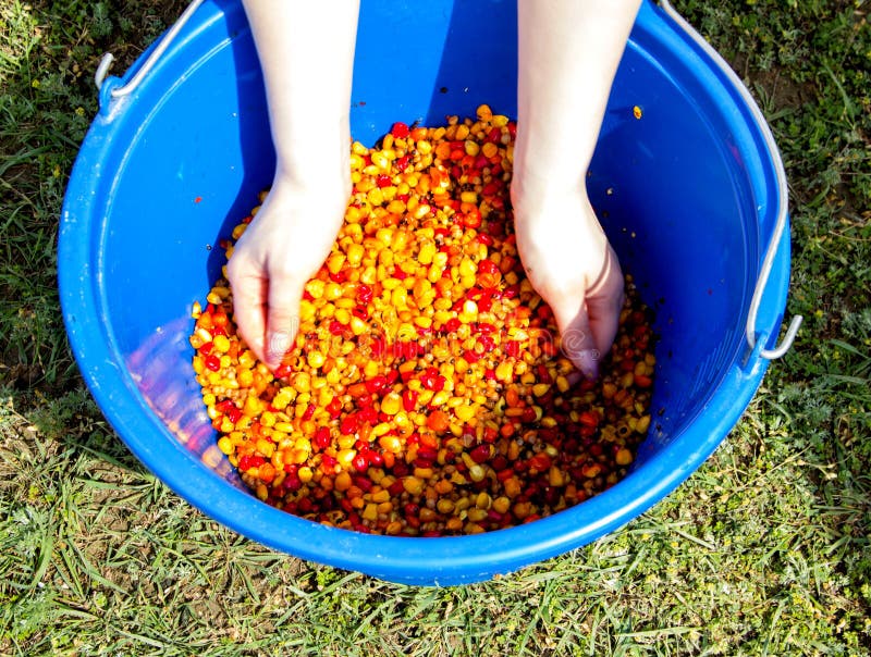 A Bucket of Boiled Colored Corn Stock Photo - Image of bucket, corn ...