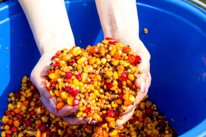 A Bucket of Boiled Colored Corn Stock Image - Image of boiled, corn ...