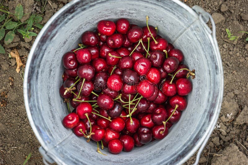 Bucket with cherries. stock image. Image of group, fruit - 94013051