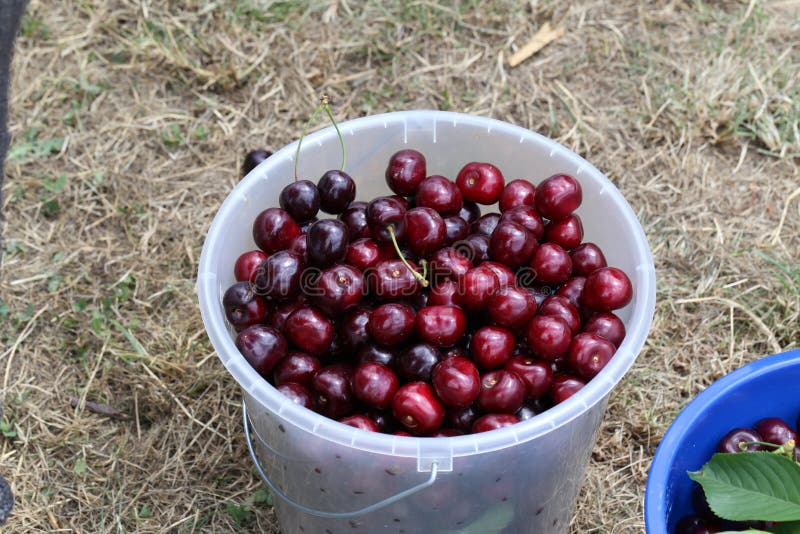 Bucket with cherry stock image. Image of summer, white - 121475017