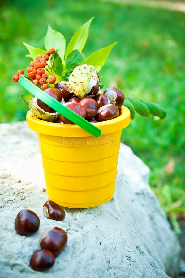 Bucket of Chestnuts and Rowan Stock Image - Image of september, season ...