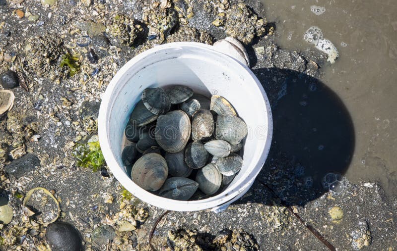 Bucket of Clams stock photo. Image of little, water, beach - 76148610