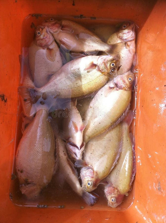 Bucket of Dead Lionfish in the Caribbean Stock Photo - Image of ecology ...