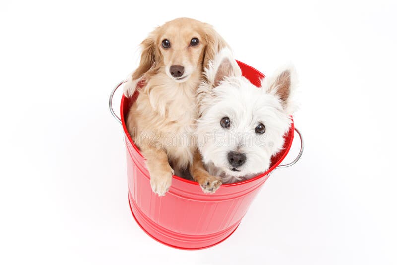 Bucket and dogs stock image. Image of animal, purebred - 28984685