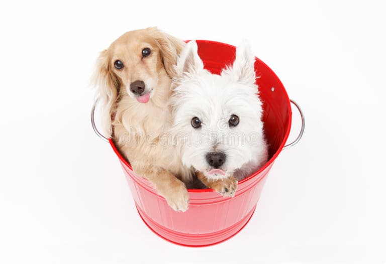 Bucket and dogs stock image. Image of animal, purebred - 28984685