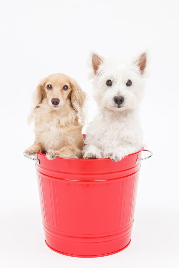 Westie in a bucket stock photo. Image of animals, animal - 251348