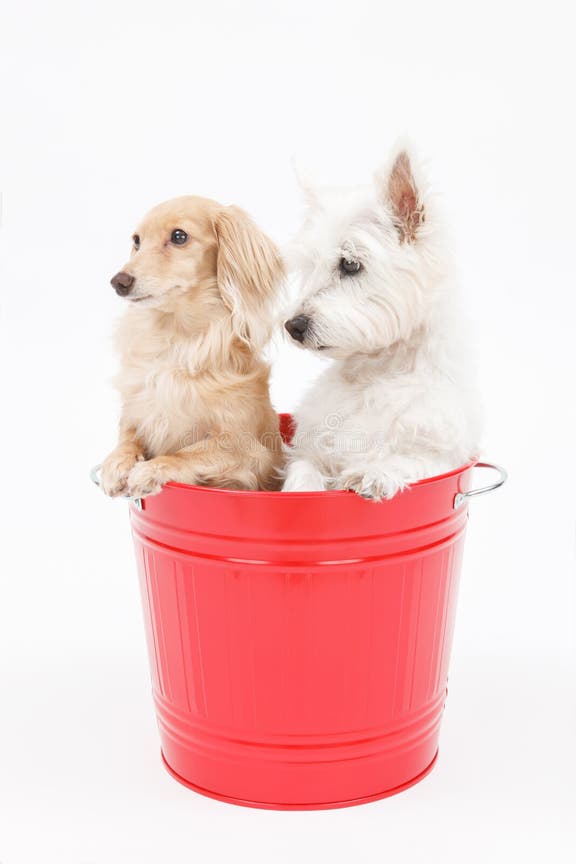 Bucket and dogs stock image. Image of indoor, crisp, gift - 28984695