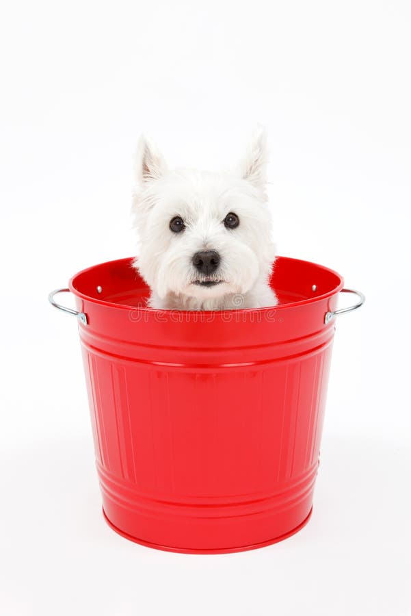 Bucket and dogs stock image. Image of animal, purebred - 28984685