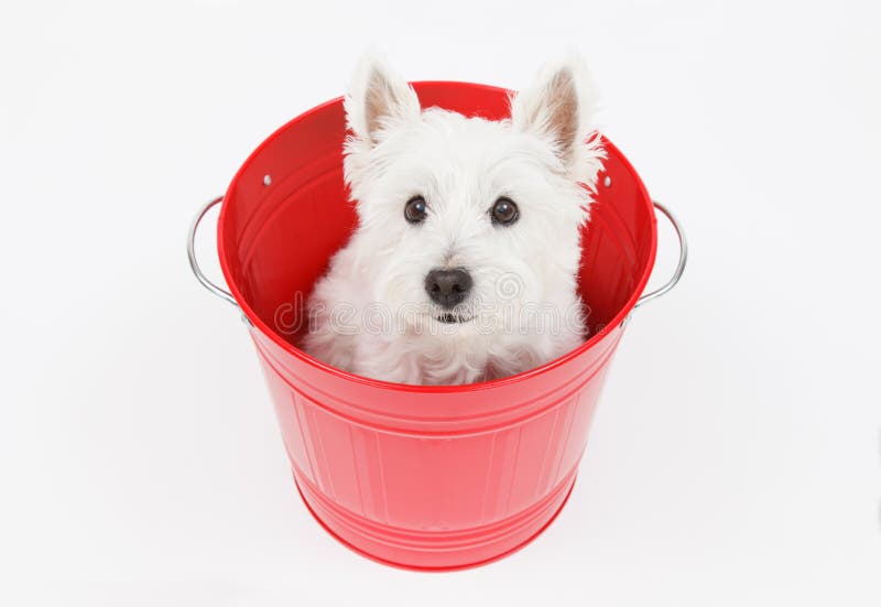 Bucket and dogs stock image. Image of innocence, happy - 28984699