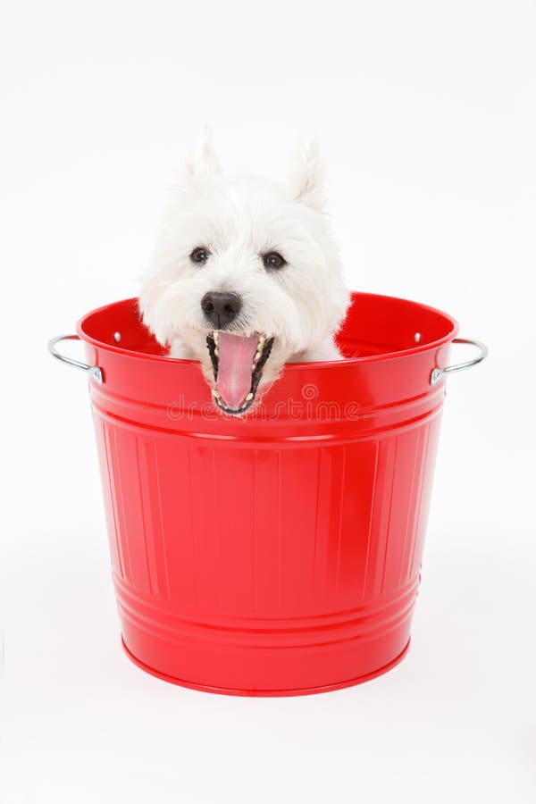 Bucket and dogs stock photo. Image of bright, isolated - 28984704