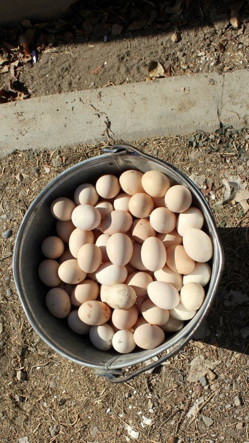 Bucket with eggs stock image. Image of production, nature - 11828085