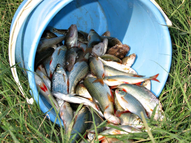 A bucket of fish stock photo. Image of green, blue, bucket - 10088178 A bucket of fish stock photo. Image of green, blue, bucket - 10088178